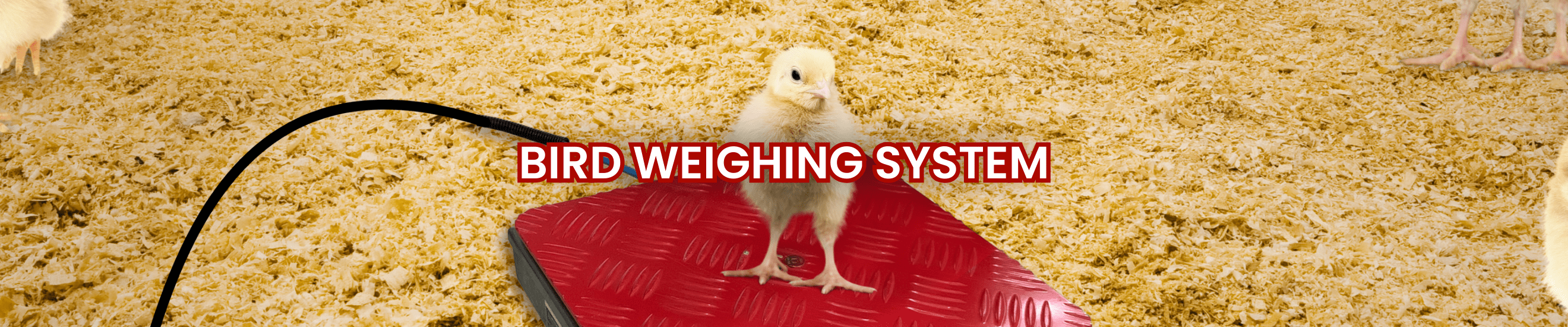 Bird Weighing System for Poultry Farms | Pristine Glory Malaysia