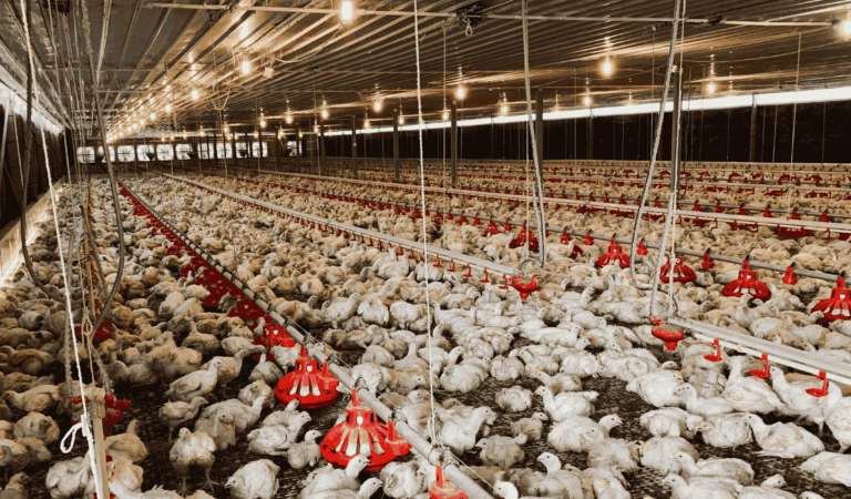 Products - Pristine Glory