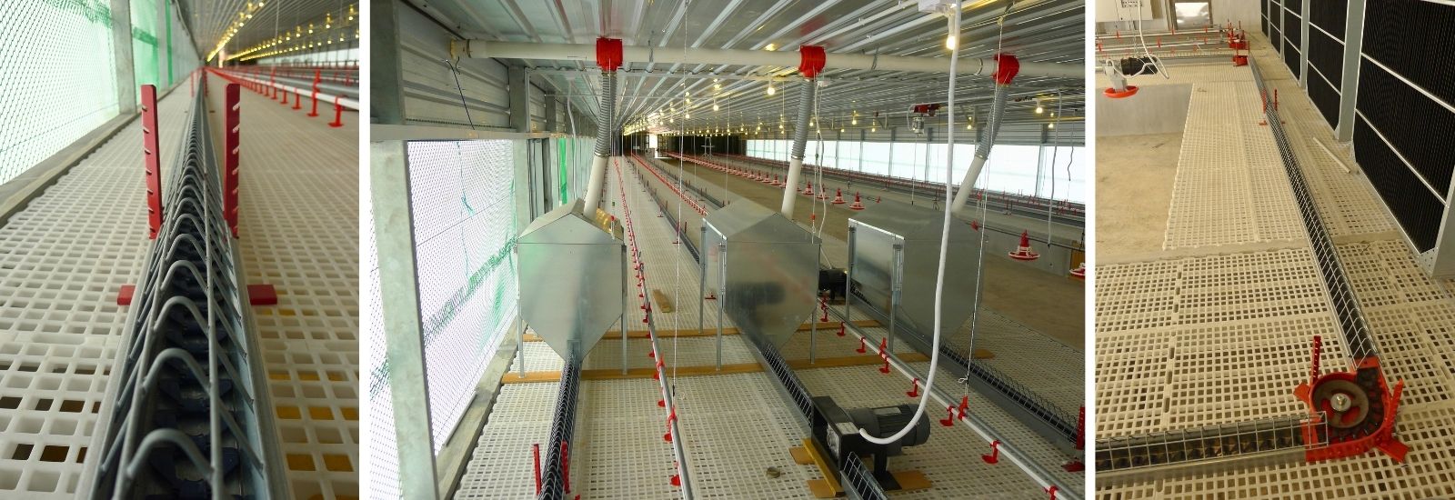 Pan Feeder - Pristine Glory