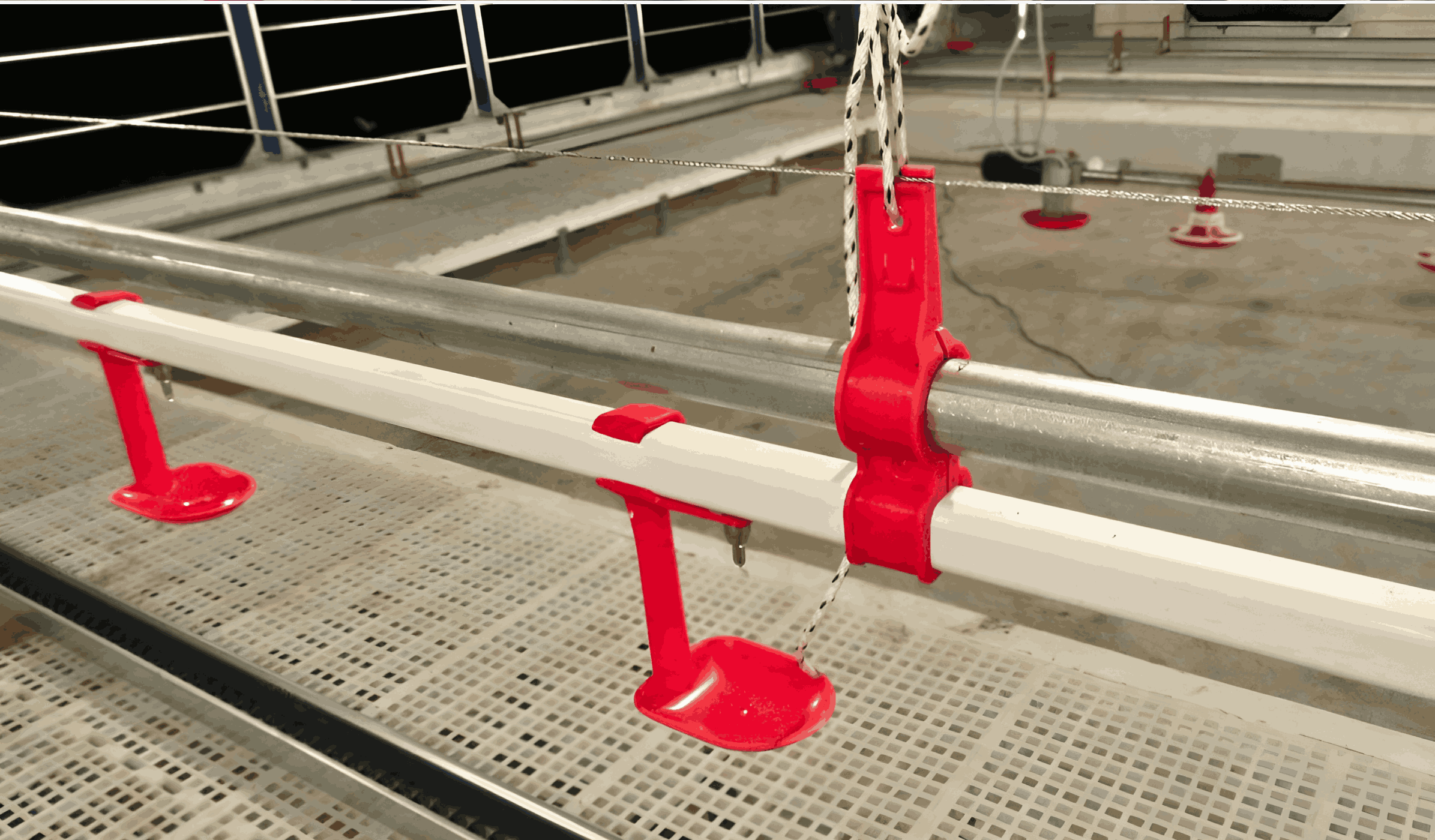 Breeder's Production - Pristine Glory