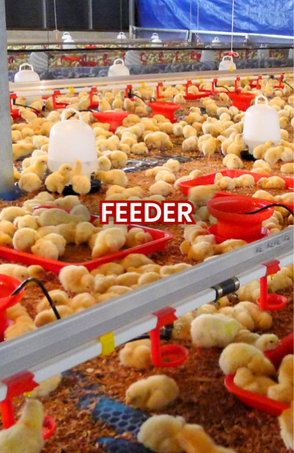 Feeder - Pristine Glory