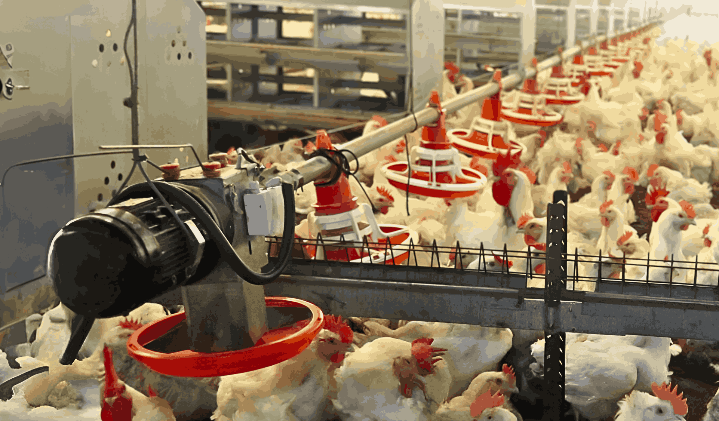 Breeder's Production - Pristine Glory