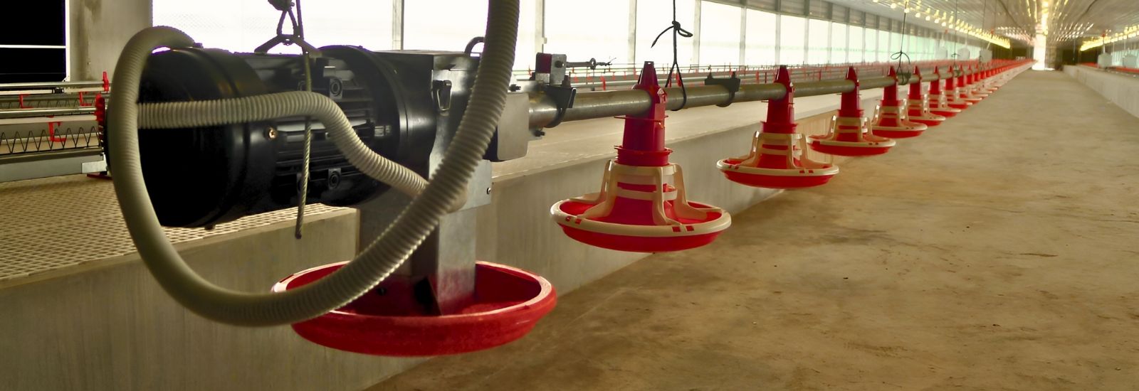 Pan Feeder - Pristine Glory