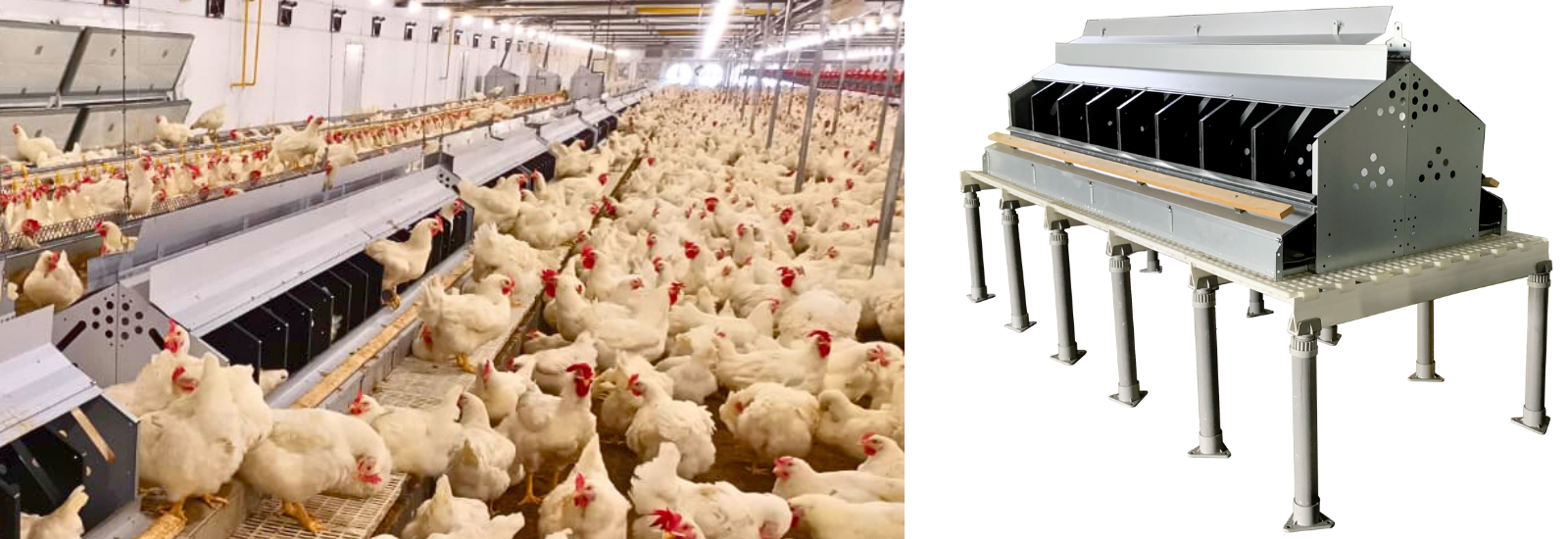 Laying Nest - Pristine Glory