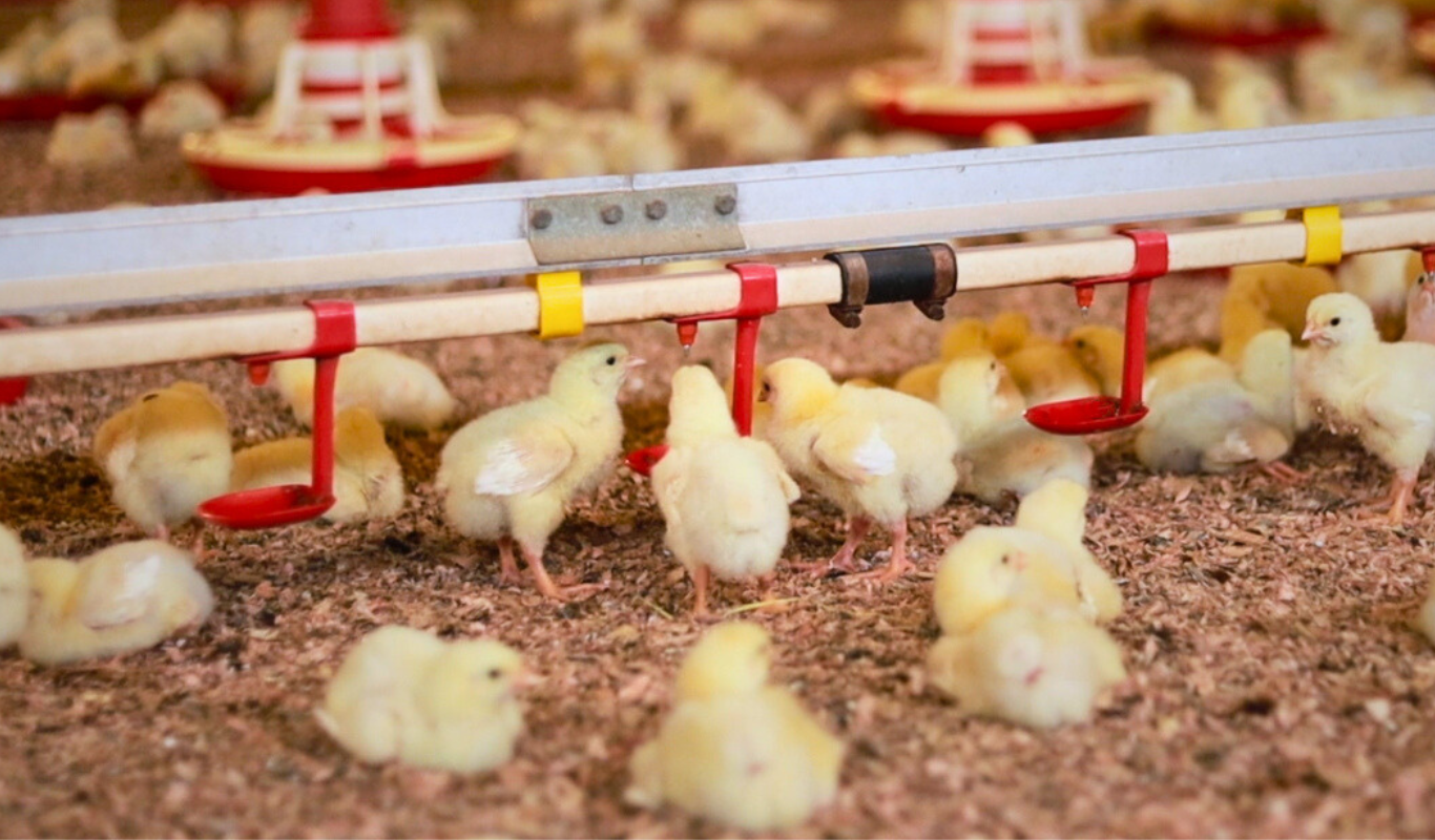 Products - Pristine Glory