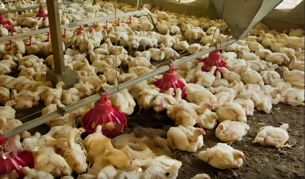 Products - Pristine Glory