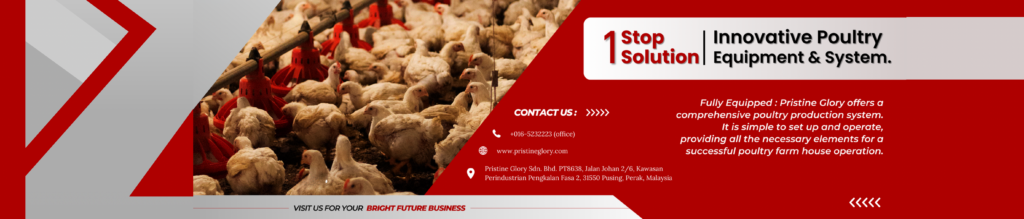 Pristine Glory – Broiler & Breeder Poultry Production Systems