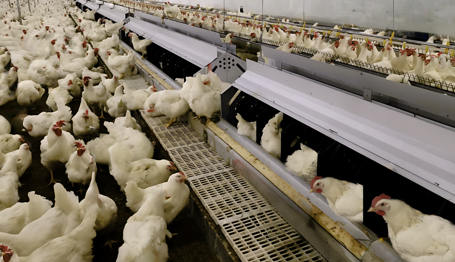 Products - Pristine Glory